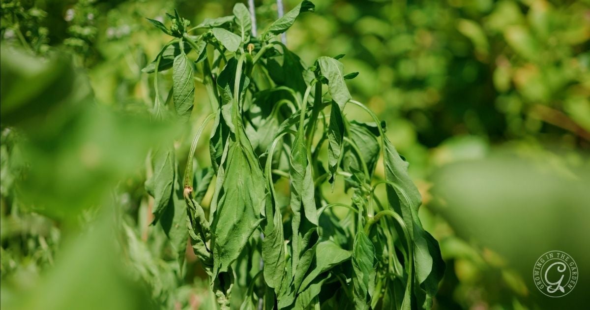 Surviving a Heatwave: 10 Tips for Gardening in High Heat - Growing In ...