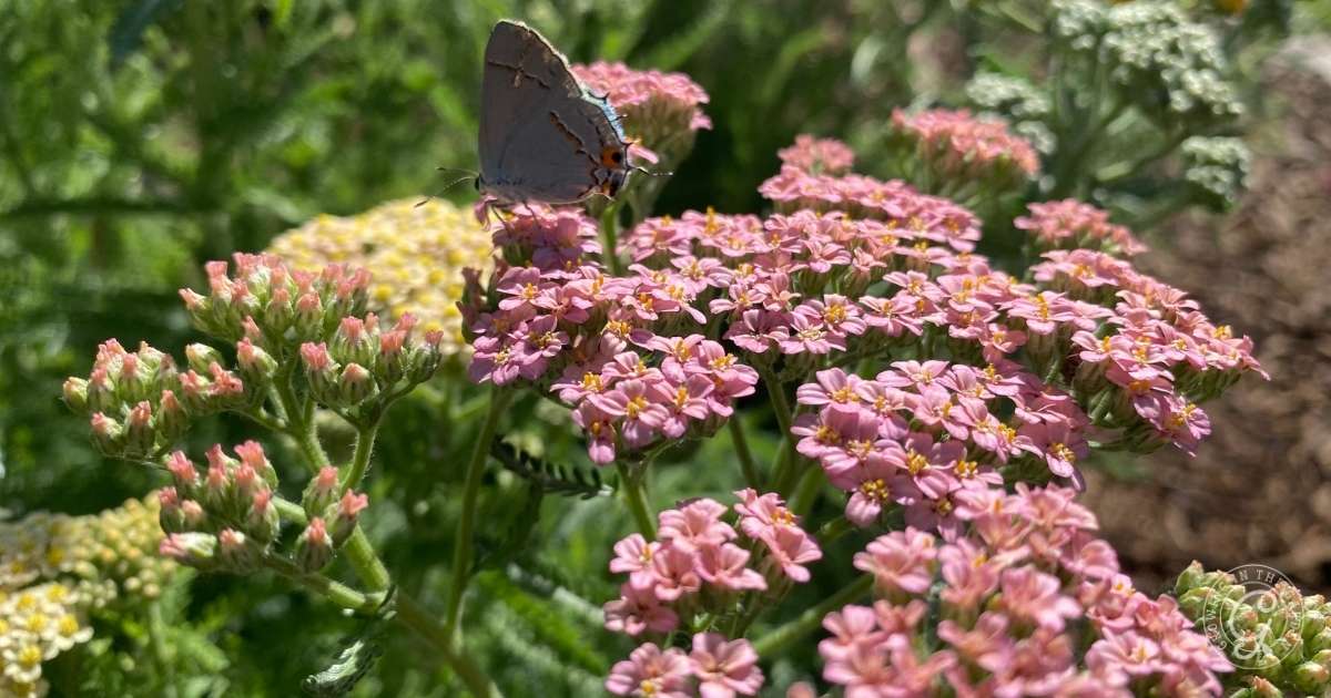 How to Grow Yarrow: Attract Pollinators and Beneficial Insects