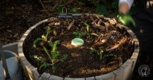 How to Grow Yarrow: Attract Pollinators and Beneficial Insects