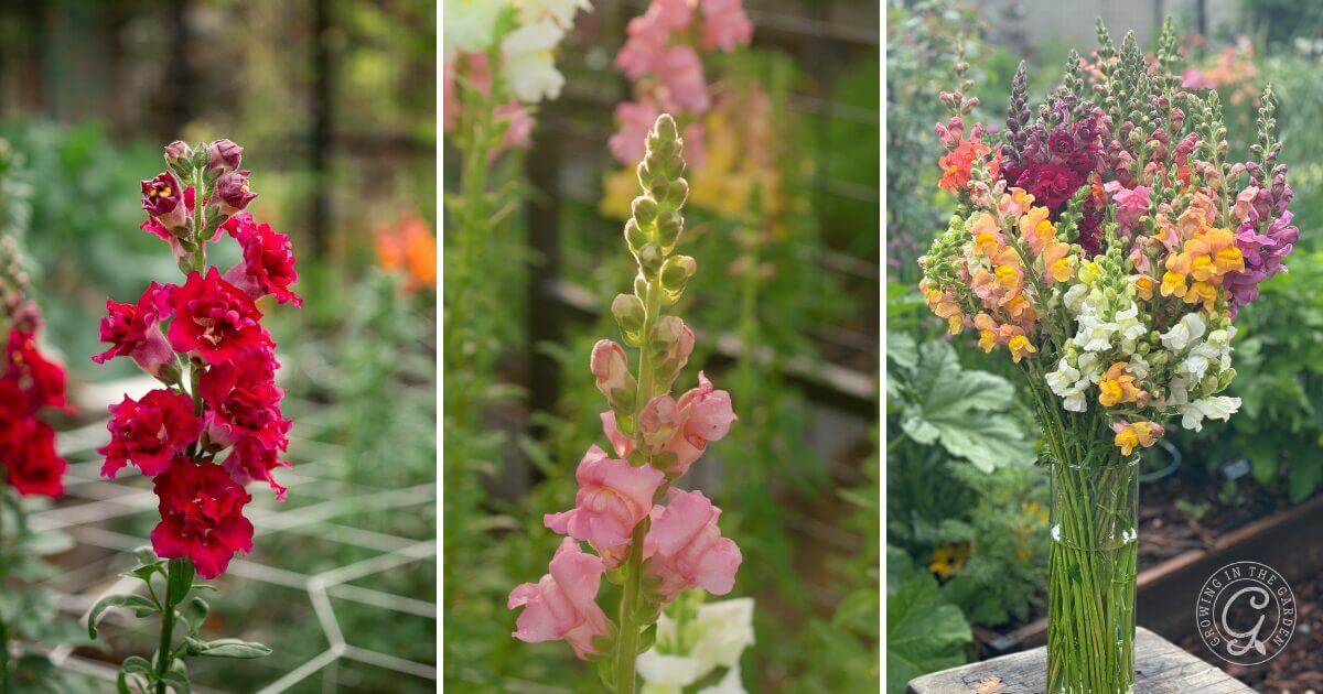 Cool-Season Hardy Annual Flowers: Plan Ahead for Spring Blooms