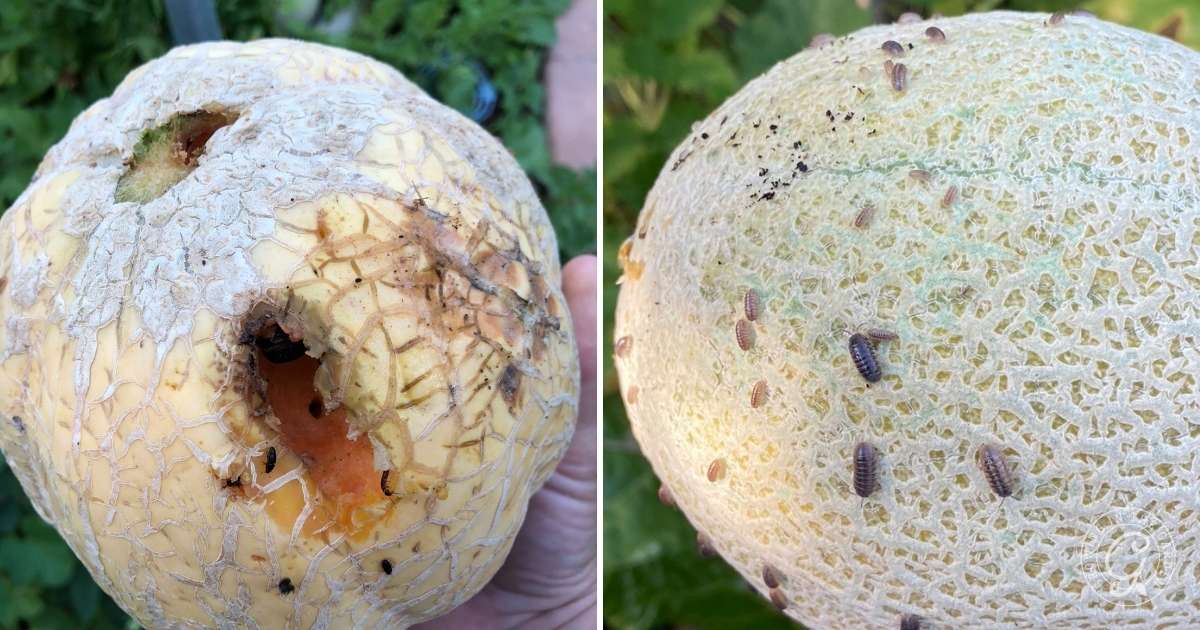 Cantaloupe Growing Problems and How to Solve Them - Growing In The Garden