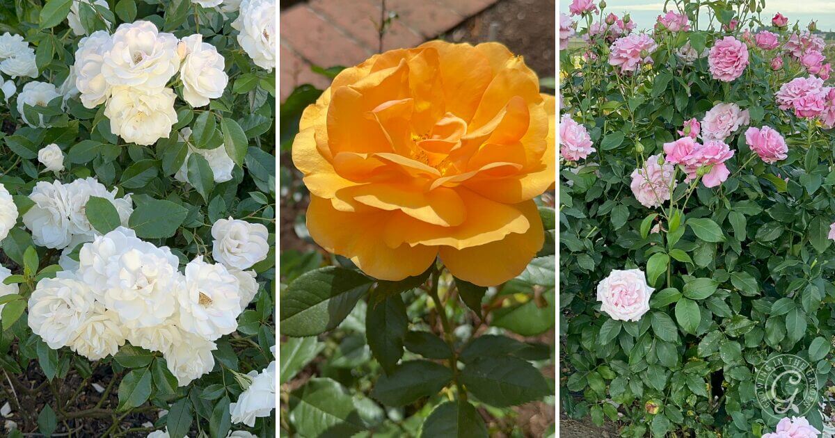 Hot Summer Rose Care: Help Your Roses Survive Extreme Heat - Growing In ...