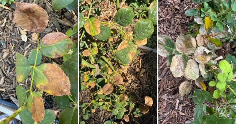 Hot Summer Rose Care: Help Your Roses Survive Extreme Heat - Growing In ...