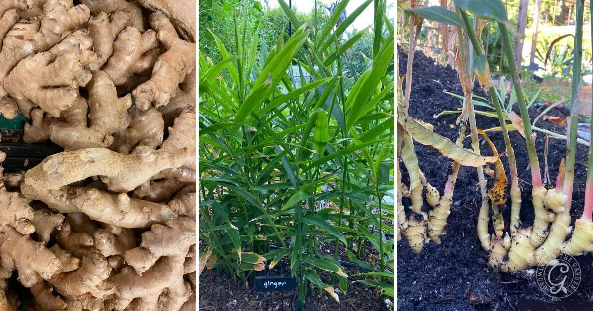 How to Grow Ginger: Tips for Success - Growing In The Garden