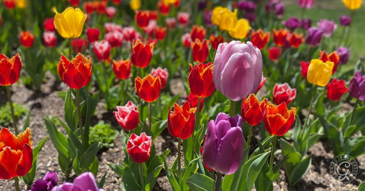 Order Bulbs for Fall Planting: Plan Your Fall Garden Now - Growing In ...