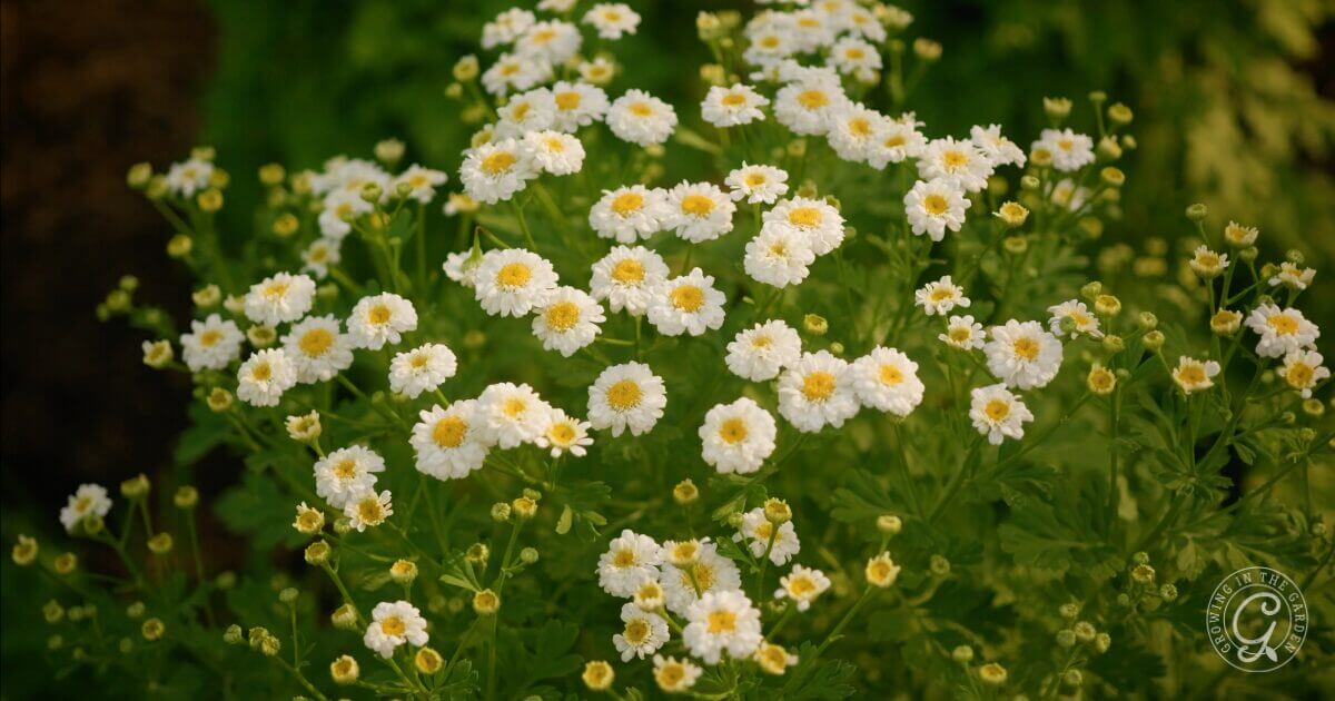 Cool-Season Hardy Annual Flowers: Plan Ahead for Spring Blooms