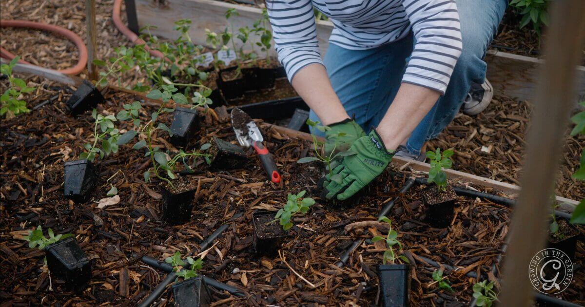 Cool-Season Hardy Annual Flowers: Plan Ahead for Spring Blooms