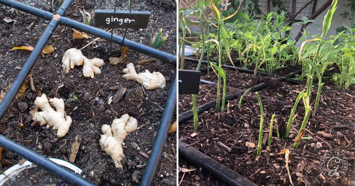 How to Grow Ginger: Tips for Success - Growing In The Garden