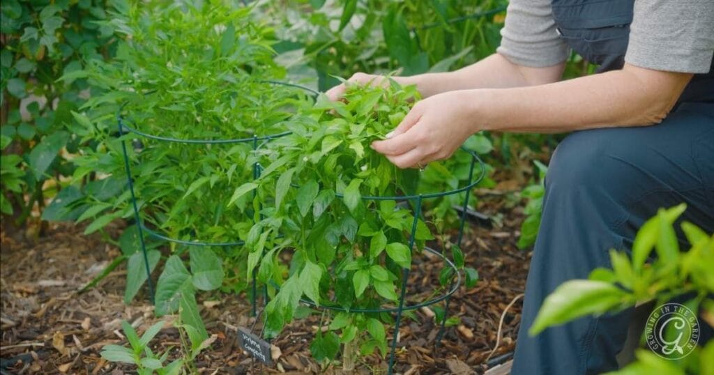 Getting Started: A Beginner's Guide to Gardening - Growing In The Garden