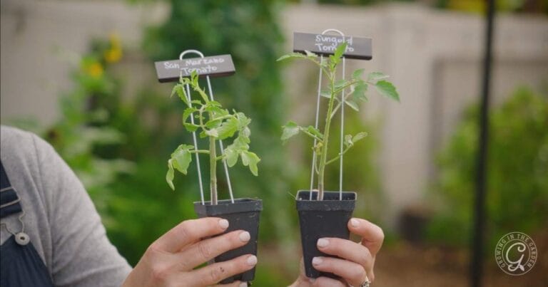 Getting Started: A Beginner's Guide to Gardening - Growing In The Garden
