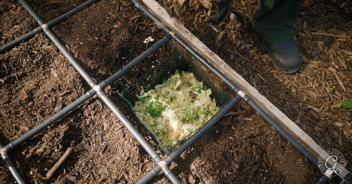 What to Feed Worms in Worm Bins - Growing In The Garden