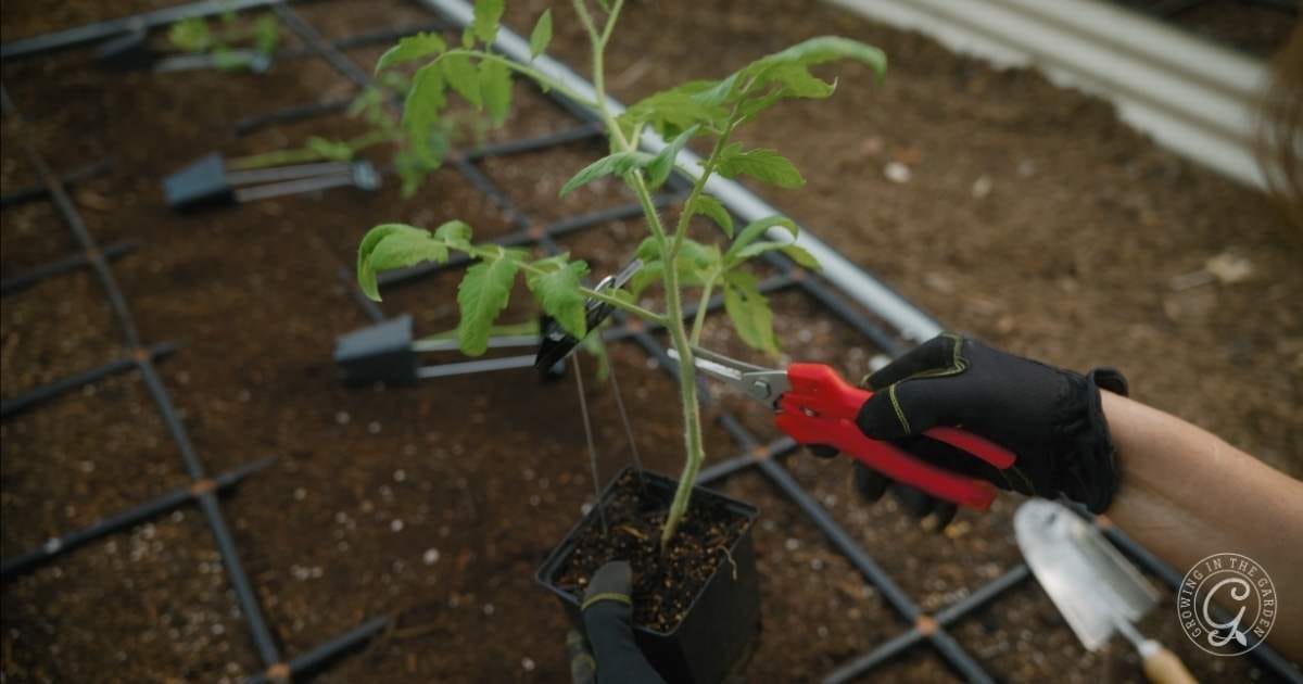 How to Plant Tomatoes: A Step-by-Step Guide - Growing In The Garden