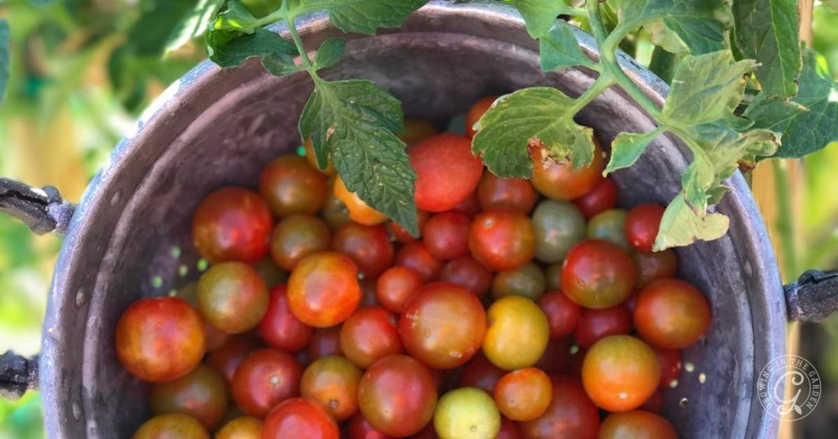 Tomatoes for the Desert: Best Varieties for Arizona - Growing In The Garden