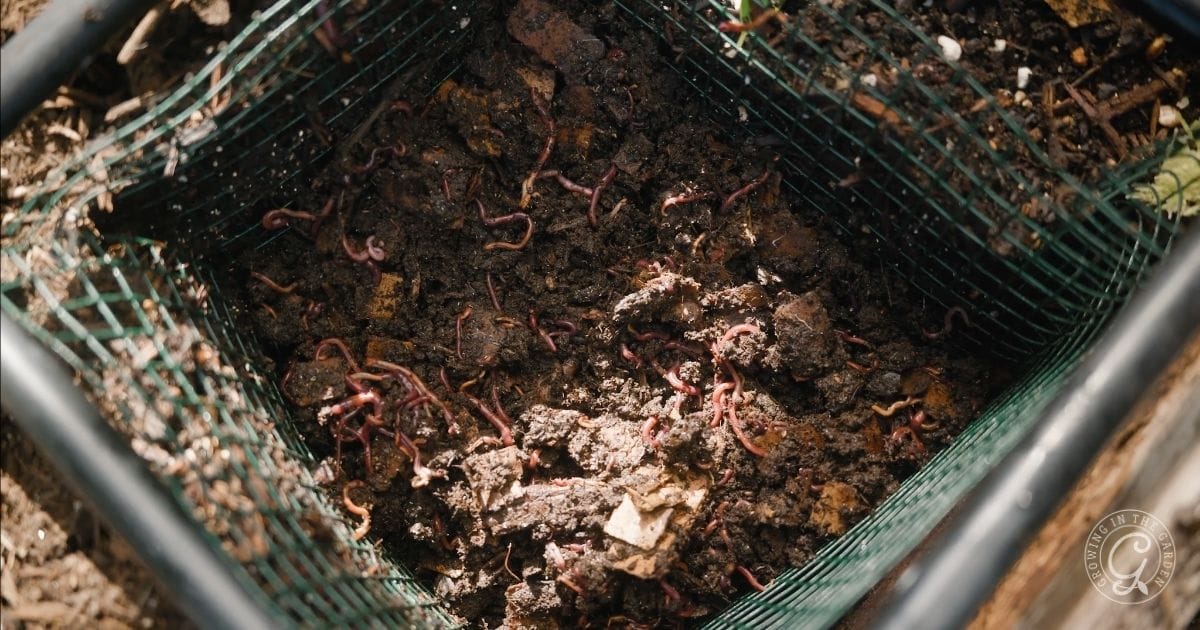 In-Bed Vermicomposting: FAQ - Growing In The Garden