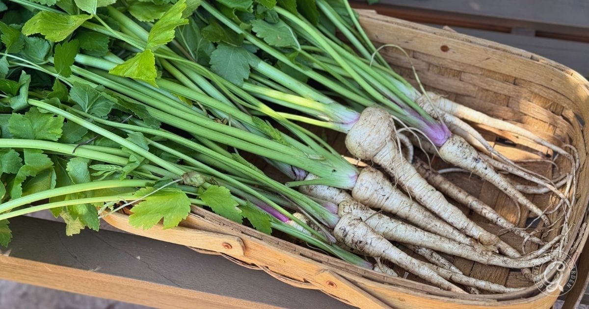 How to Grow Parsnips - Growing In The Garden
