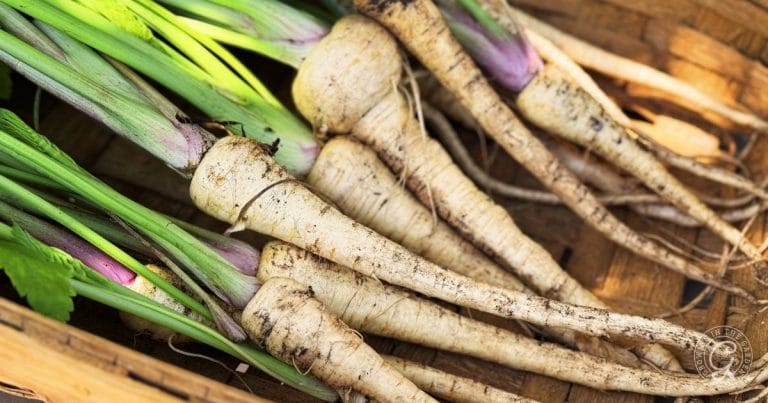 How to Grow Parsnips - Growing In The Garden