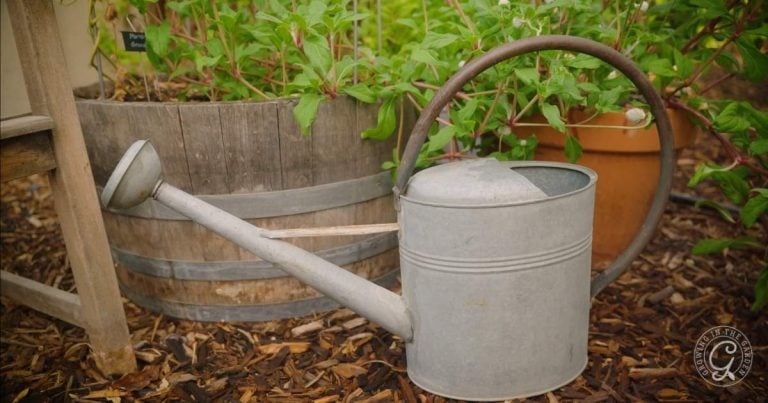 How to Water Your Garden - Growing In The Garden
