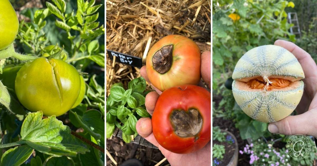 How to Water Your Garden - Growing In The Garden