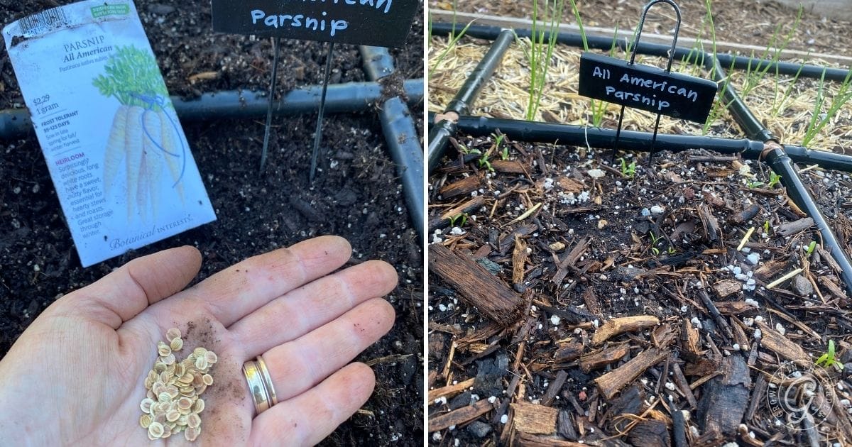 How to Grow Parsnips - Growing In The Garden