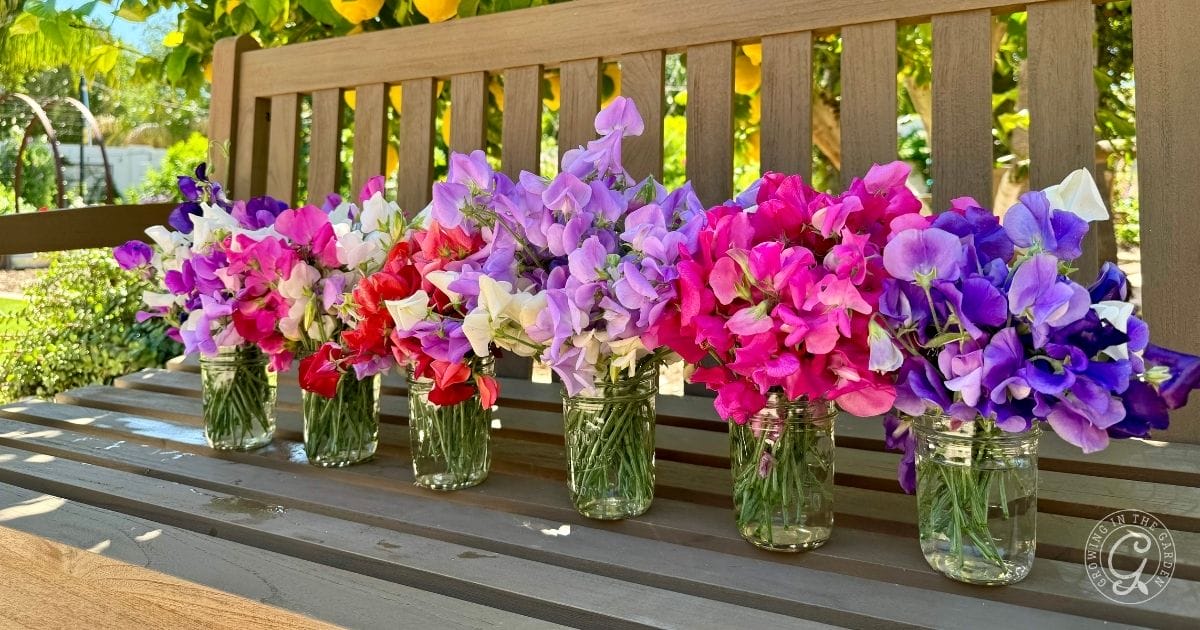 Sweet Pea Varieties: Best Ones to Grow - Growing In The Garden