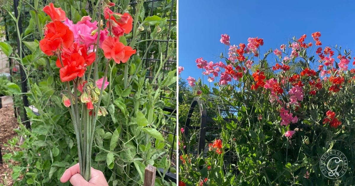 Sweet Pea Varieties: Best Ones to Grow - Growing In The Garden