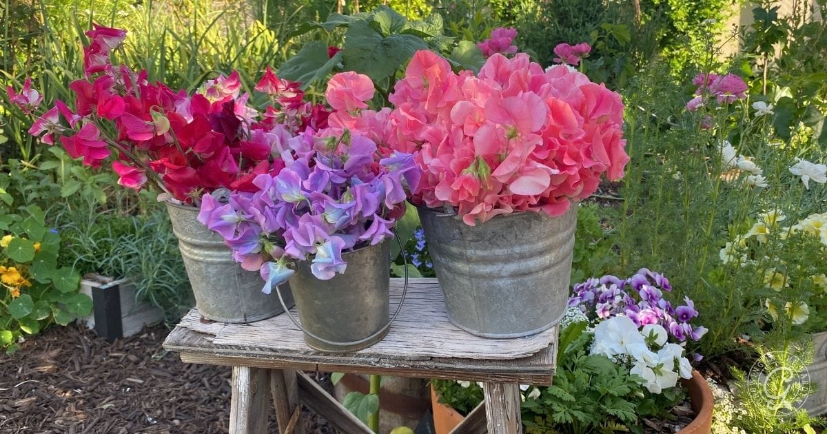 Sweet Pea Varieties: Best Ones to Grow - Growing In The Garden