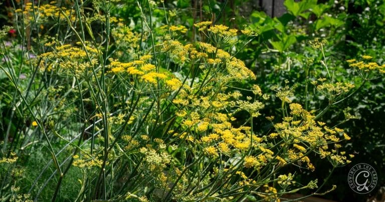 Arizona Herb Planting Guide: A Visual Guide for Low Desert Herbs