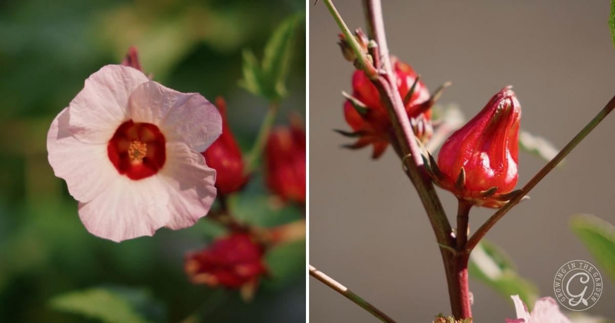 What to Plant in November in Arizona - Growing In The Garden