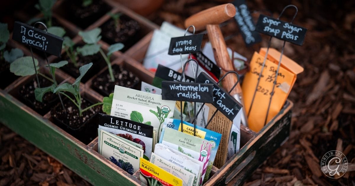 What to Plant in November in Arizona - Growing In The Garden