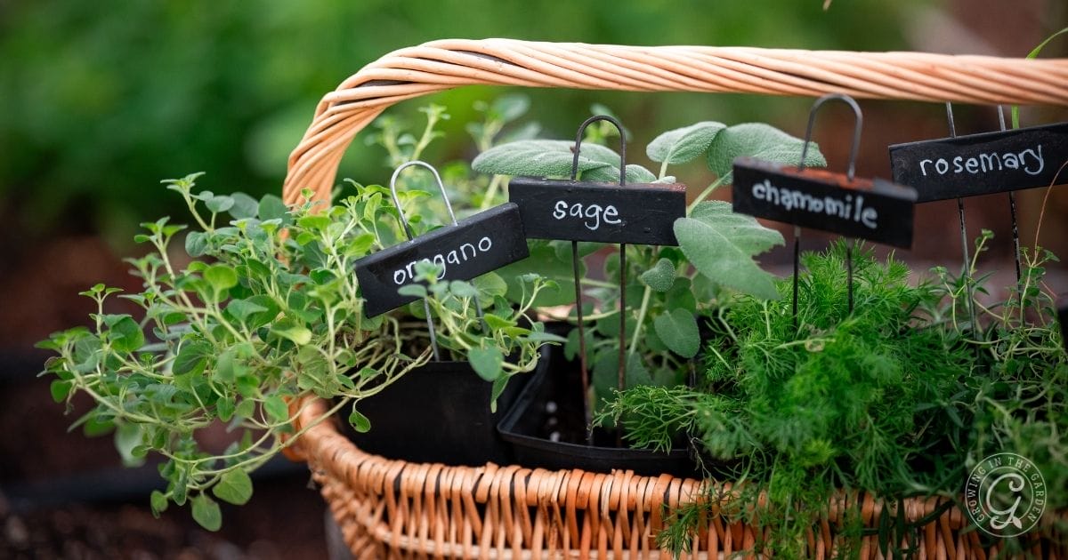 What to Plant in November in Arizona - Growing In The Garden