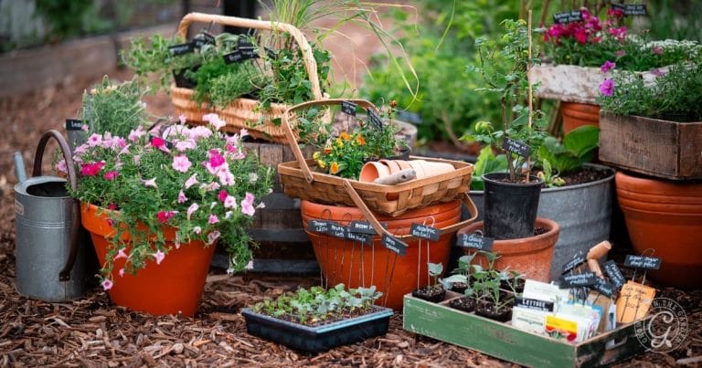 What to Plant in November in Arizona - Growing In The Garden