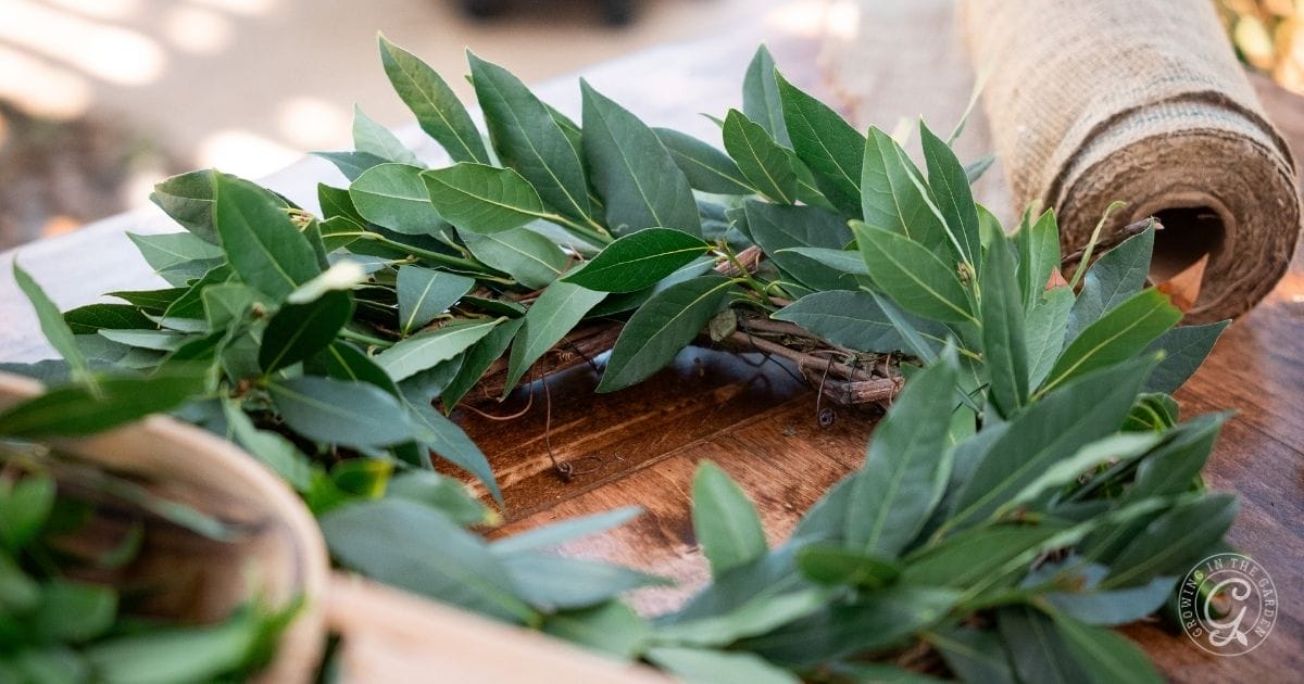 Gifts from the Garden: Homegrown Holiday Ideas - Growing In The Garden