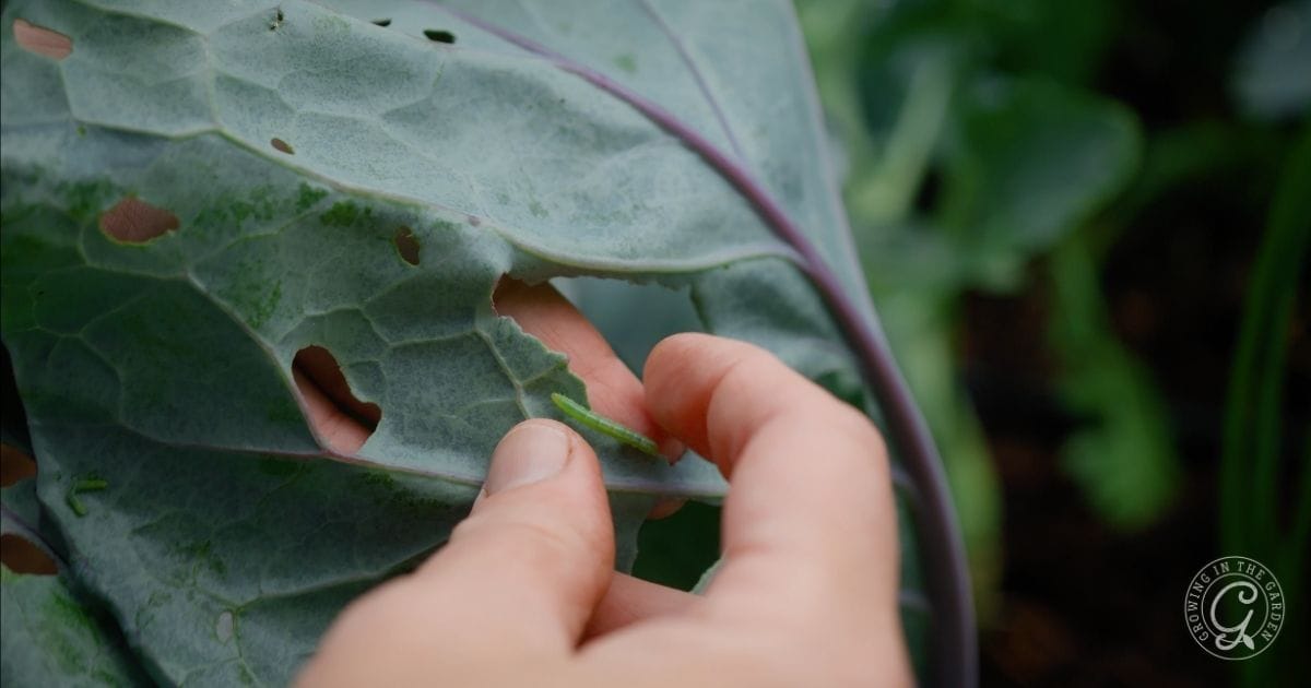 How to Get Rid of Cabbage Worms and Caterpillars - Growing In The Garden