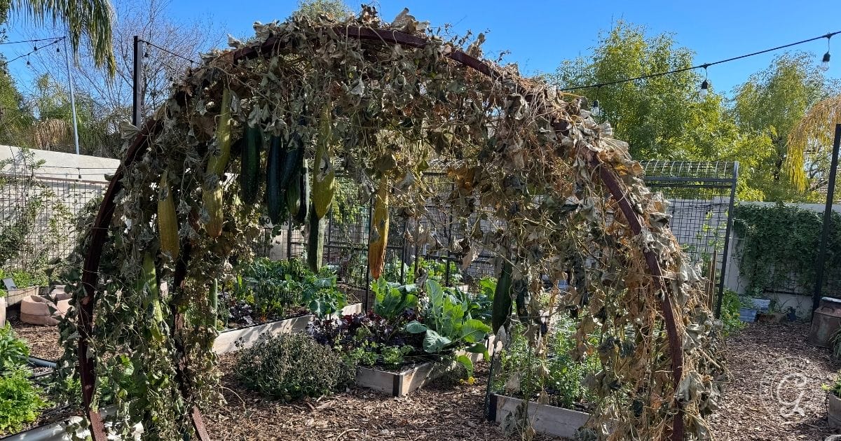 What to Cover in a Freeze: A Guide for Mild Winters - Growing In The Garden