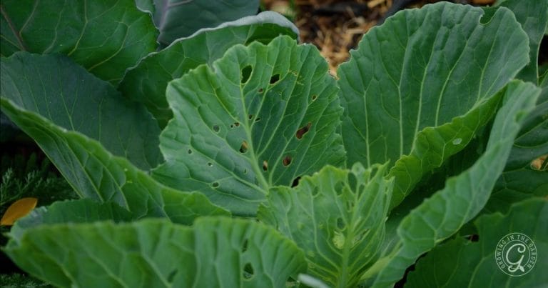 How to Get Rid of Cabbage Worms and Caterpillars - Growing In The Garden