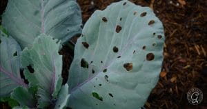 How to Get Rid of Cabbage Worms and Caterpillars - Growing In The Garden