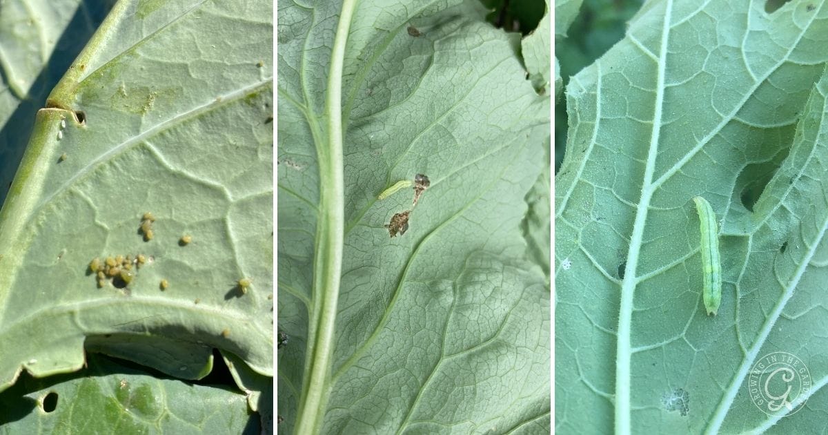 How to Get Rid of Cabbage Worms - Growing In The Garden