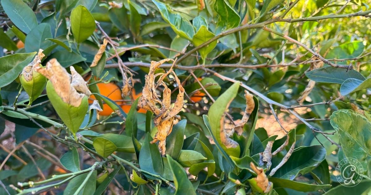 How to Protect Citrus Trees from Freezing in Mild Winter Climates ...