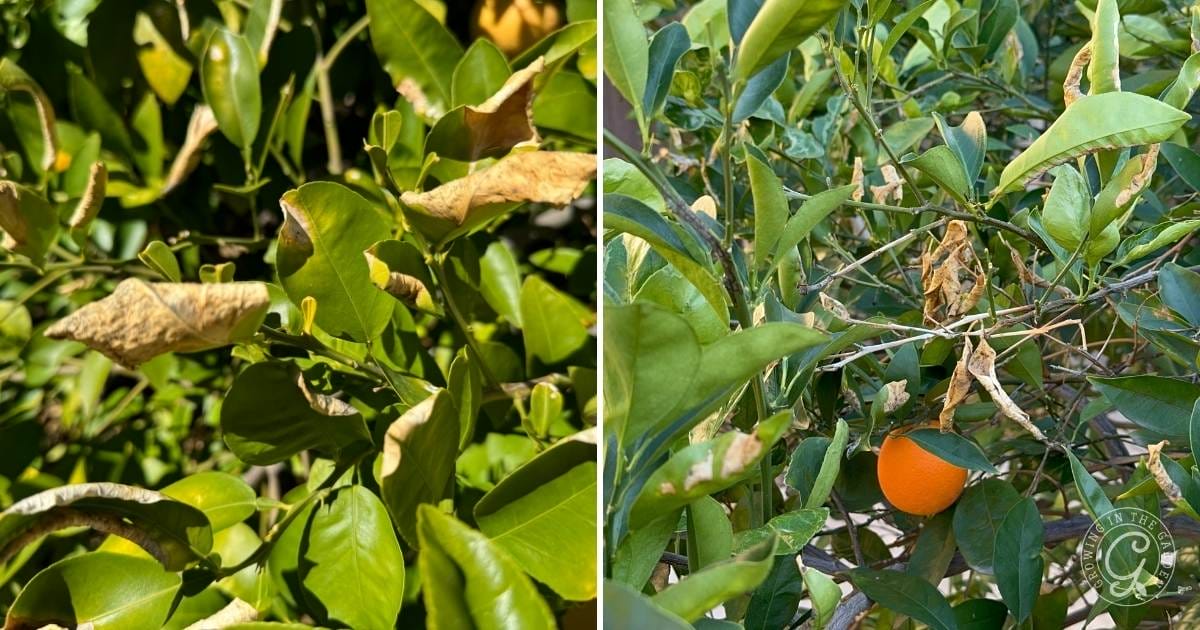 How to Protect Citrus Trees from Freezing in Mild Winter Climates ...