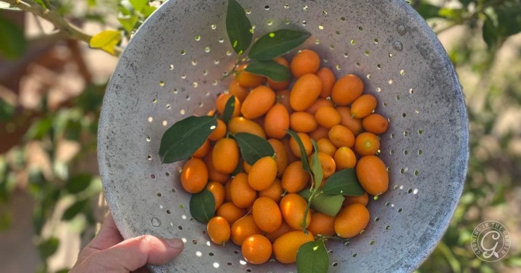 How to Protect Citrus Trees from Freezing in Mild Winter Climates ...