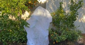How to Protect Citrus Trees from Freezing in Mild Winter Climates ...