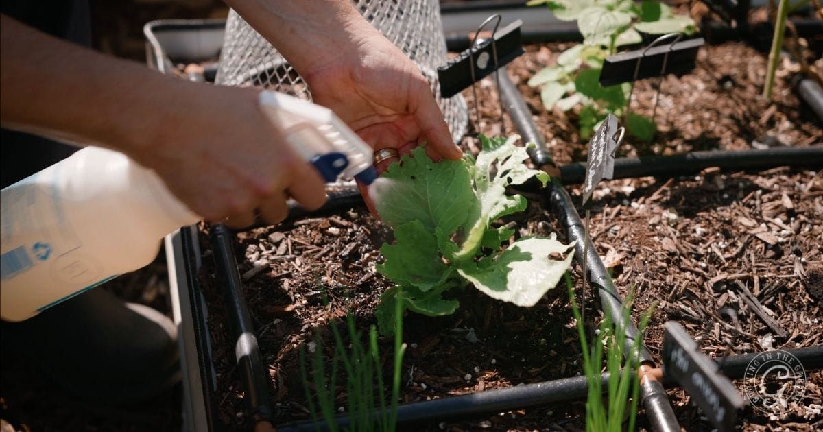 How to Get Rid of Cabbage Worms and Caterpillars - Growing In The Garden