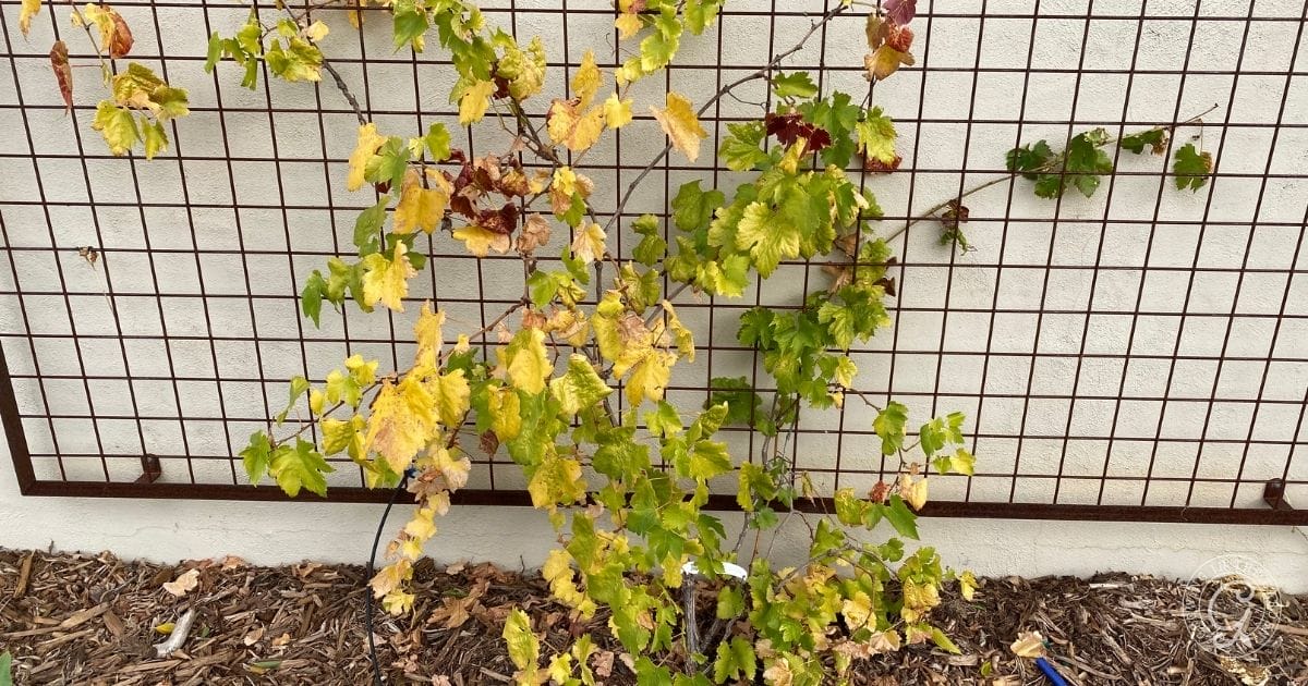 A Guide to Growing Grapes at Home - Growing In The Garden
