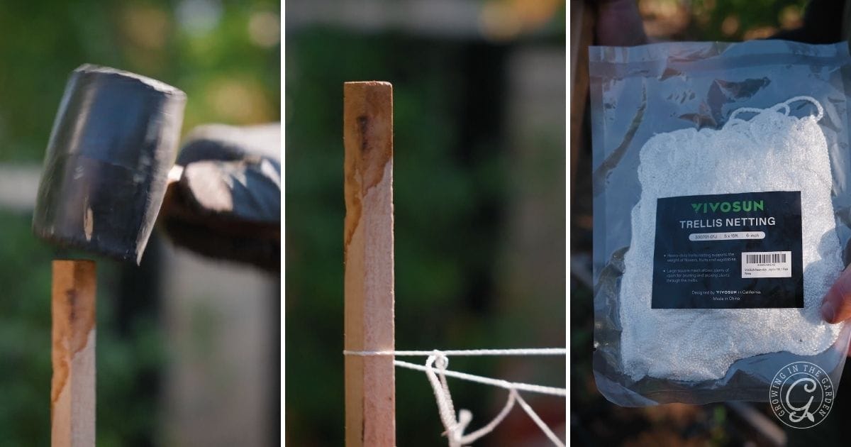 The Secret to Perfect Cut Flowers: Plant Support Netting - Growing In ...