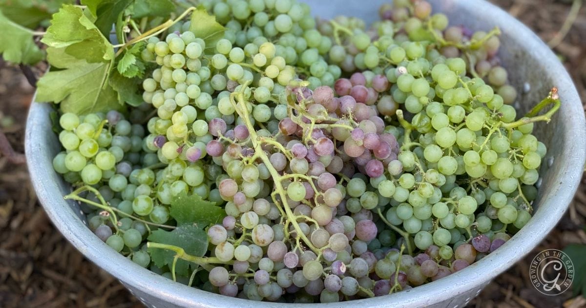 A Guide to Growing Grapes at Home - Growing In The Garden