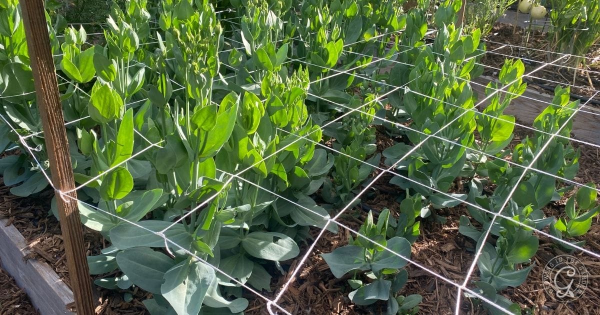 The Secret to Perfect Cut Flowers: Plant Support Netting - Growing In ...