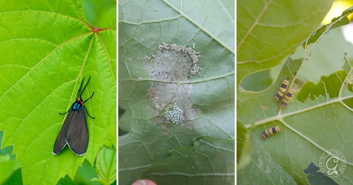 A Guide to Growing Grapes at Home - Growing In The Garden