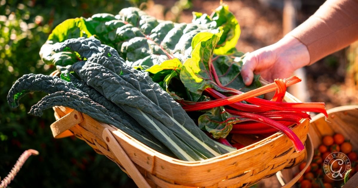 What to Plant in January in Arizona (Low Desert Guide) - Growing In The ...