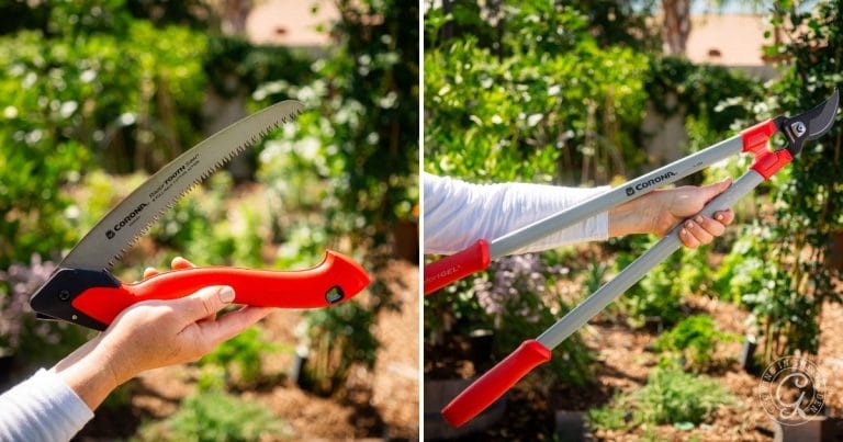 When and How to Prune Fruit Trees - Growing In The Garden