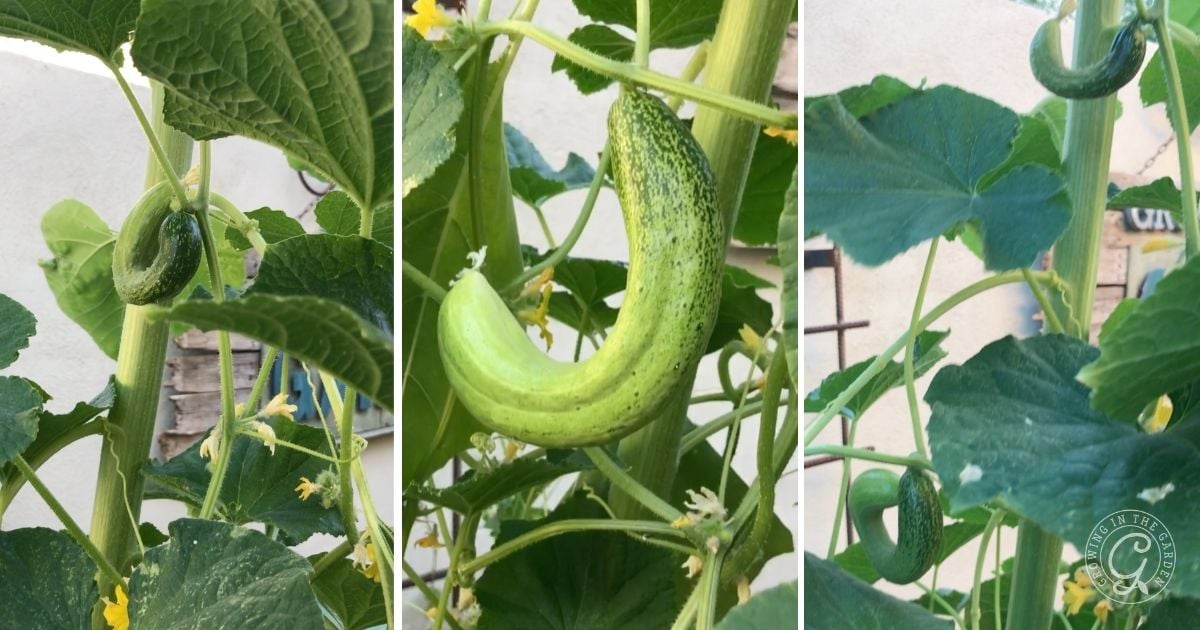Cucumber Companion Plants: Enhance Growth and Repel Pests